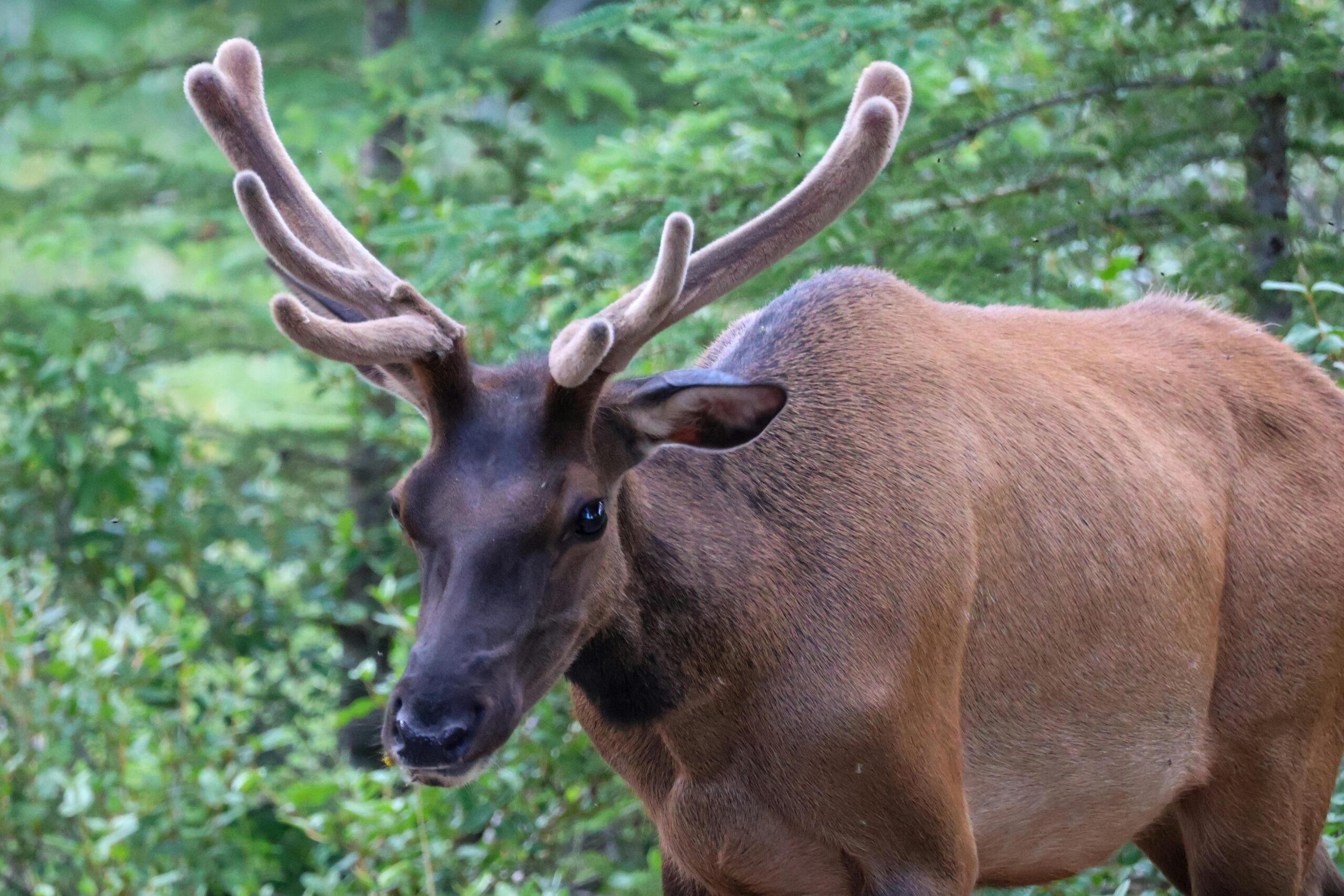 Banff Wildlife Guide 2026: Where to See Animals Safely